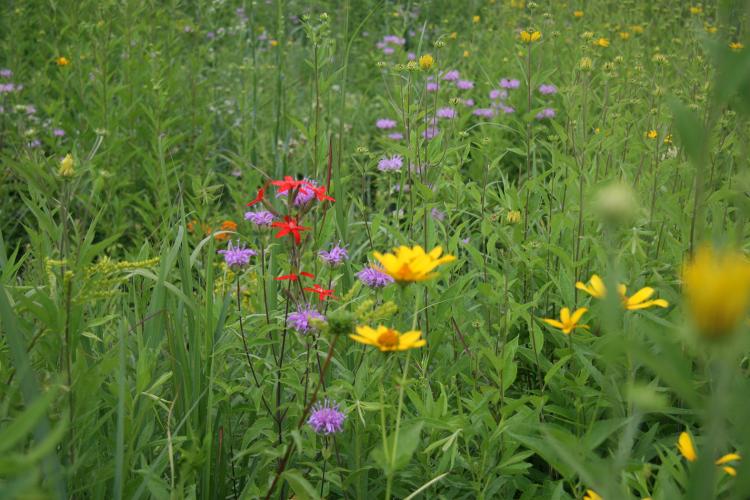Planting and Stewarding Native Meadows: An Intensive One-Day Workshop ...
