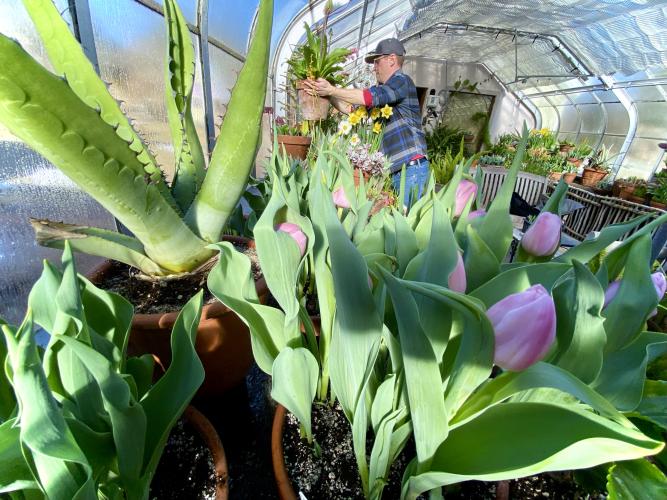 The Bulb Show 2026 | Berkshire Botanical