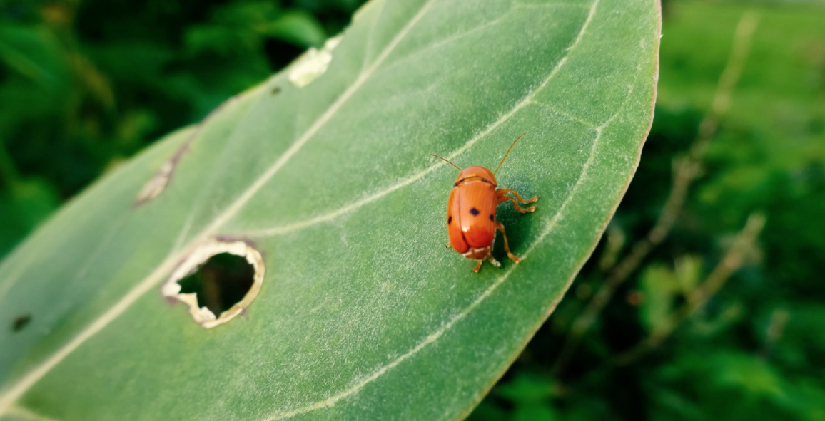 Getting Off The Pesticide Treadmill: IPM What It Is and How to Put it ...