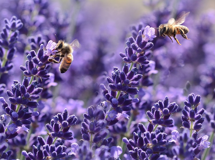 Spring Hive Management | Berkshire Botanical