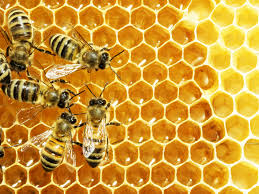 Spring/Summer Hive Management | Berkshire Botanical