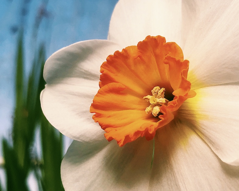 The Bulb Show | Berkshire Botanical