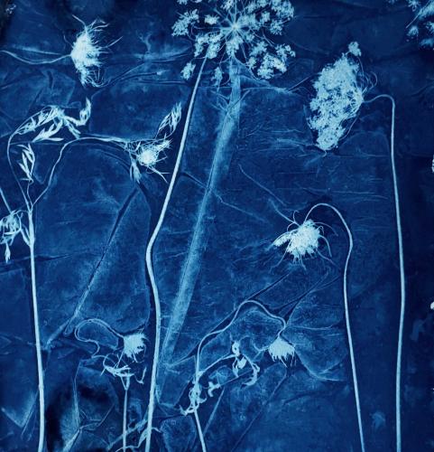 Botanical Cyanotype for Beginners | Berkshire Botanical