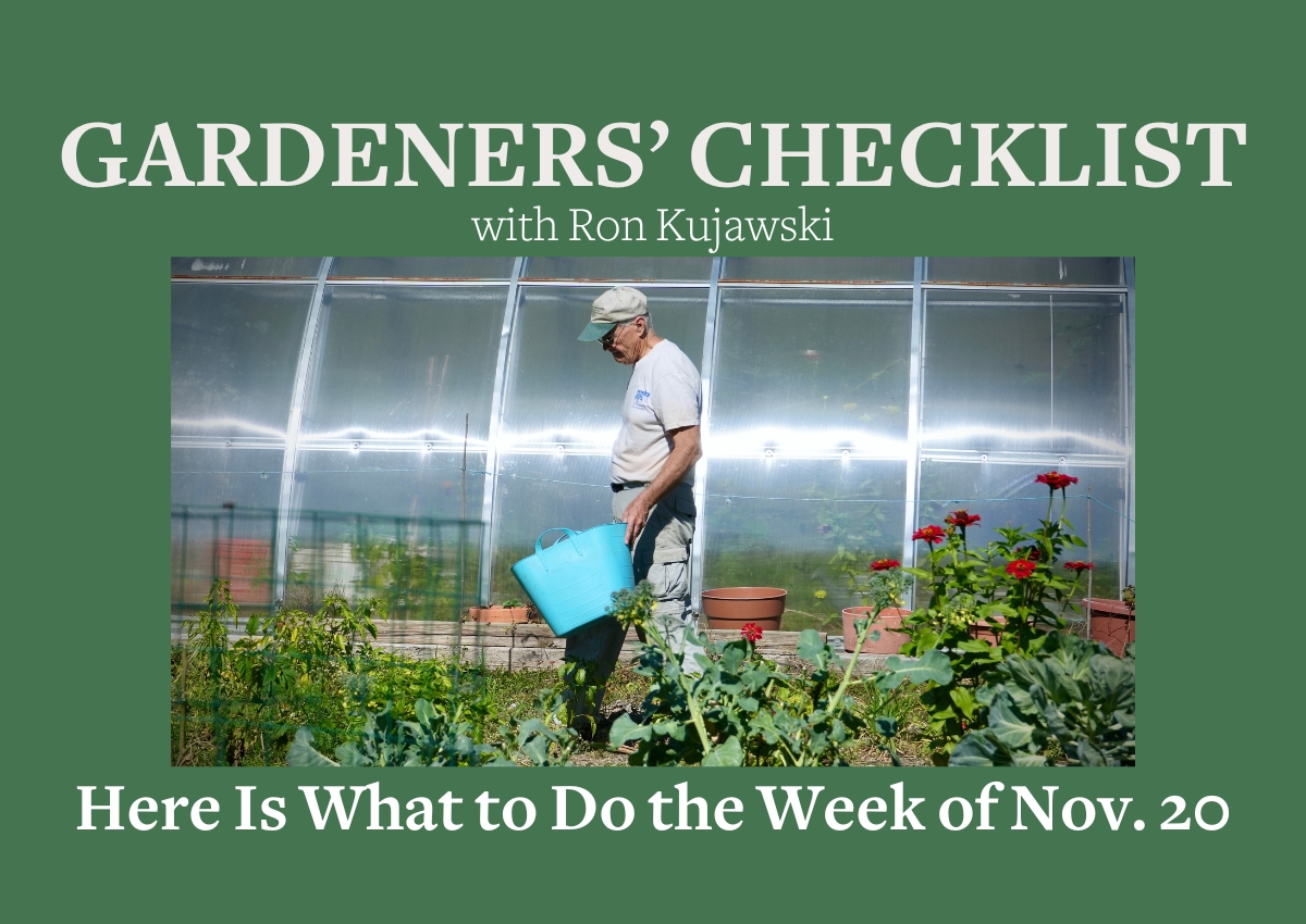 Gardeners Checklist: Here's What to Do on the Week of Nov. 20 ...