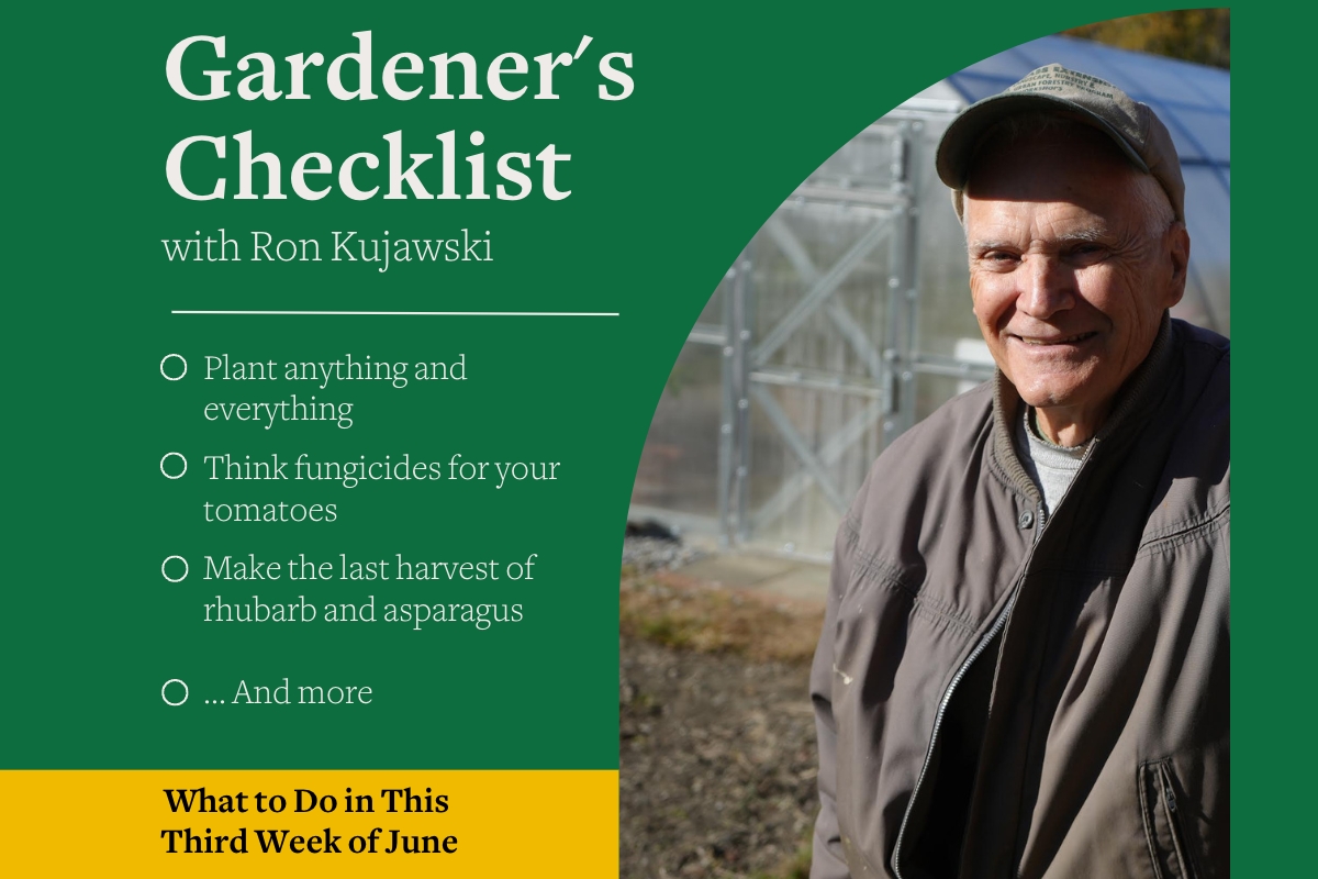 Gardeners Checklist: Here Is What to Do in This Third Week of June ...