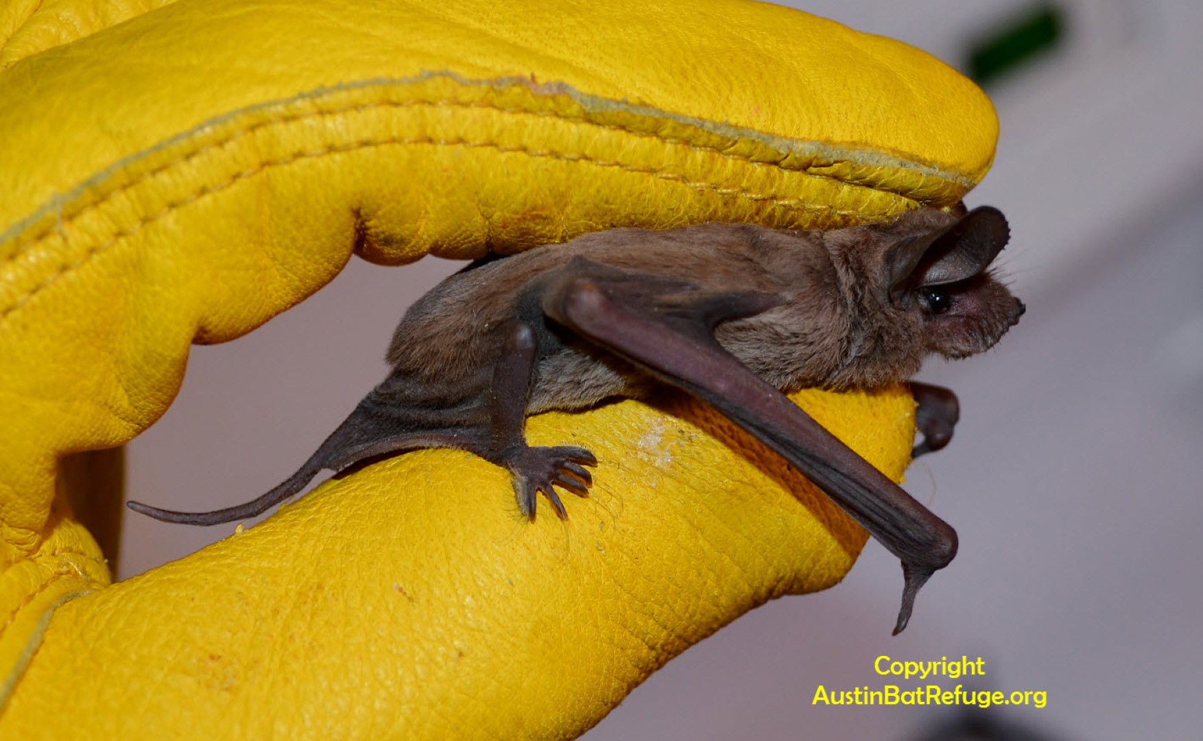 Be A Better Gardener: What's Best for Bats? | Berkshire Botanical