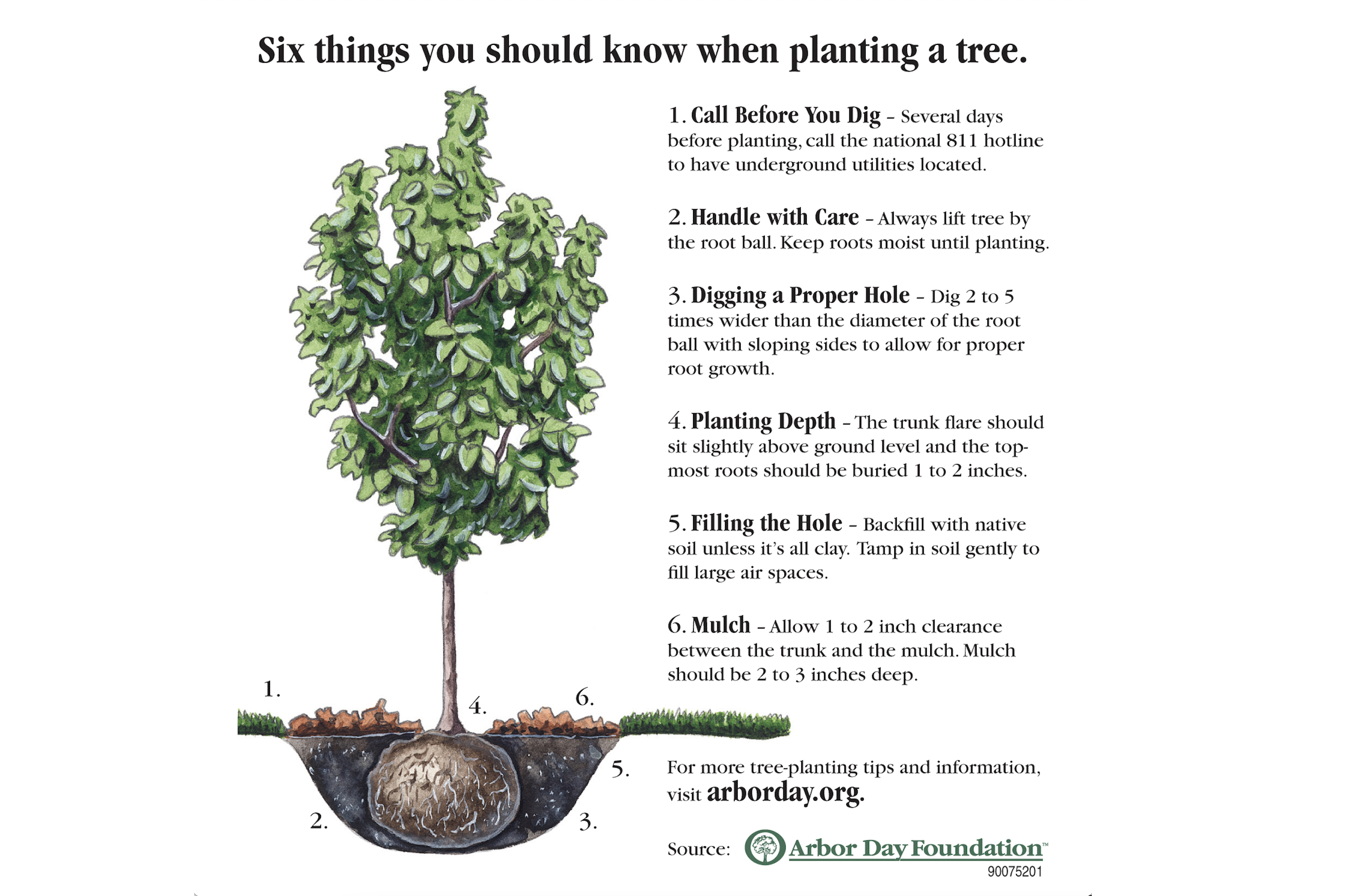 Be a Better Gardener: Tree Planting, Now Is the Time | Berkshire Botanical