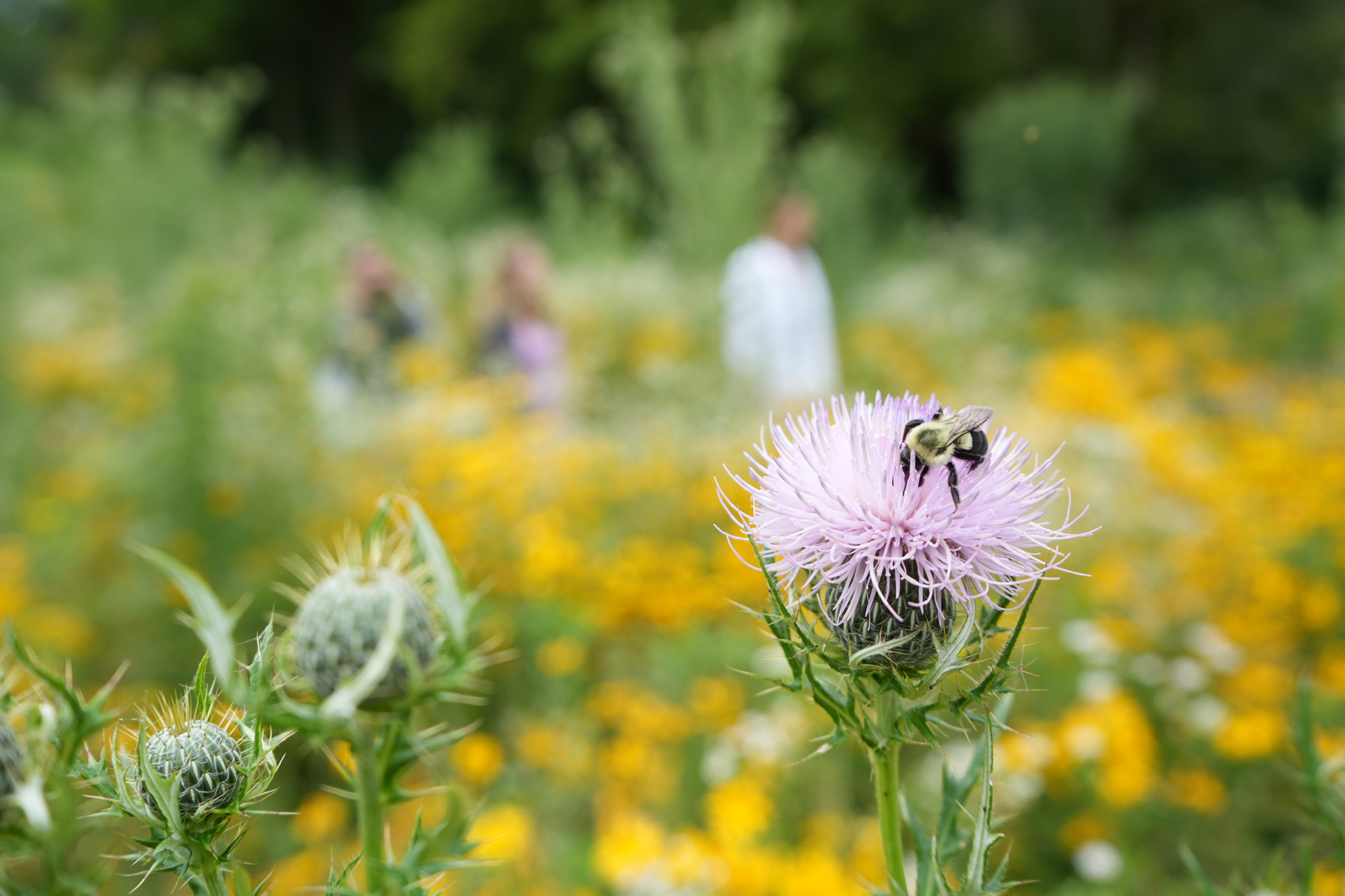 Introducing Our New Wildflower Meadow | Berkshire Botanical