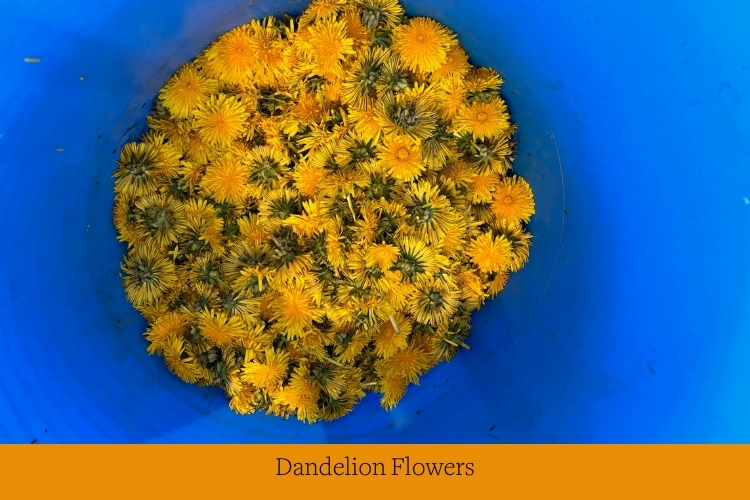 Herb Associates Celebrate History and Spring | Berkshire Botanical