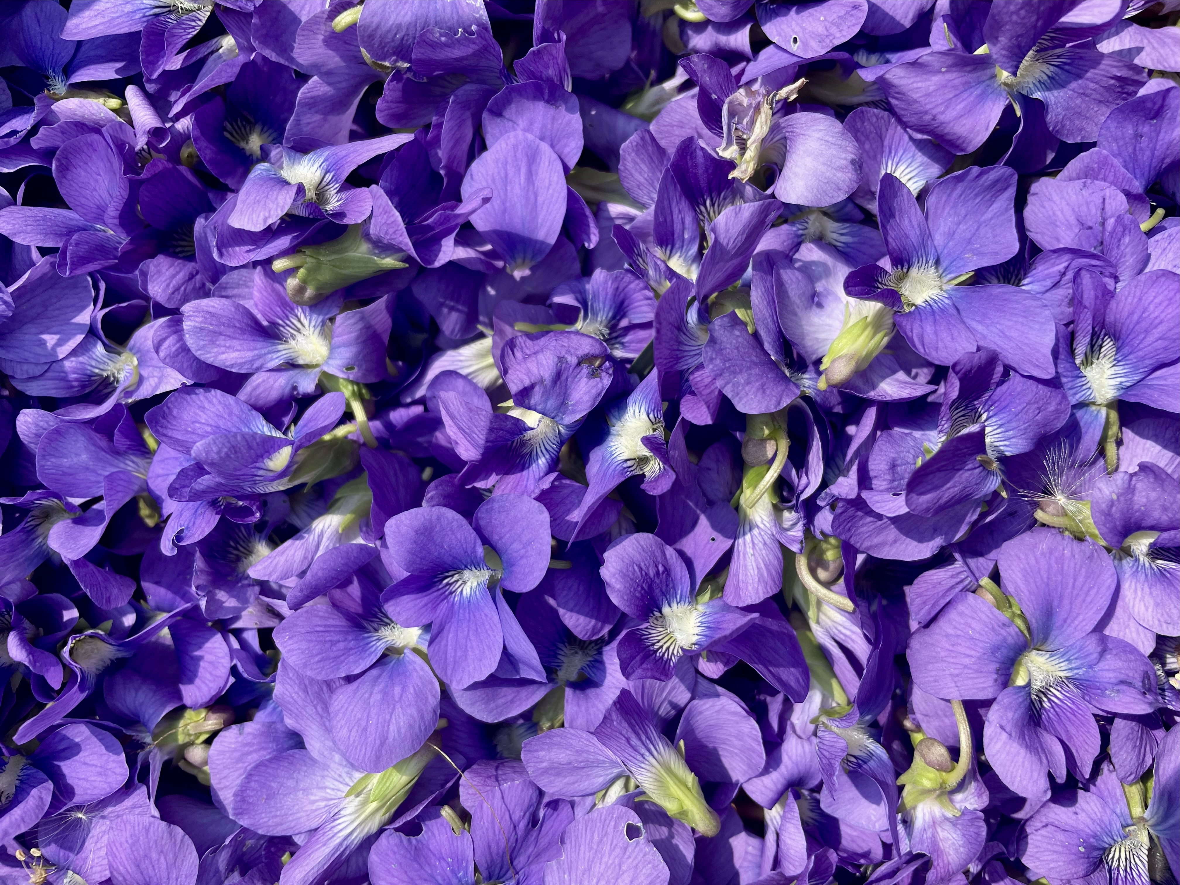 Spring Bounty: Violets! | Berkshire Botanical