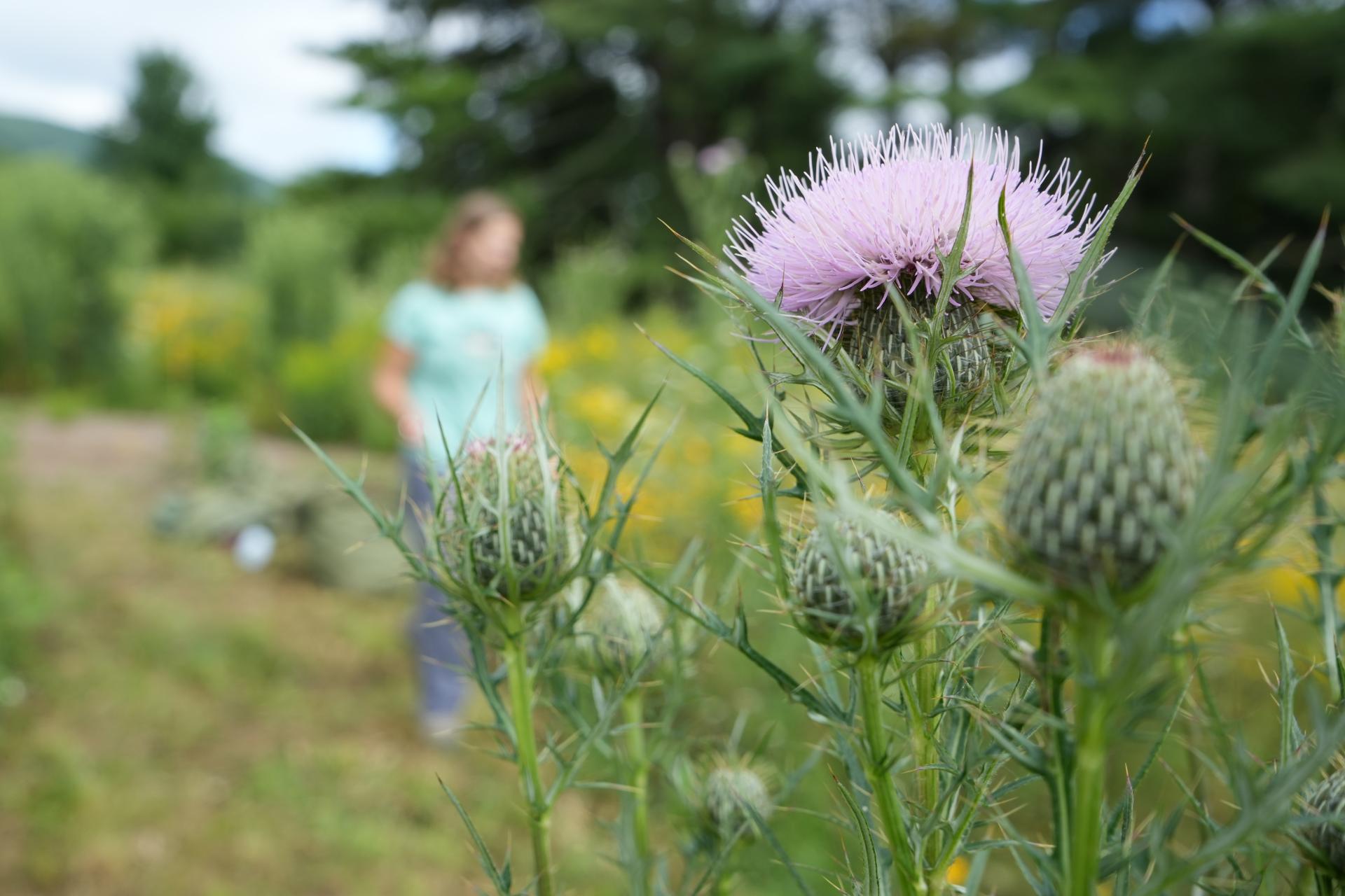 Ribbon Cutting on Saturday for Our Wildflower Meadow | Berkshire Botanical