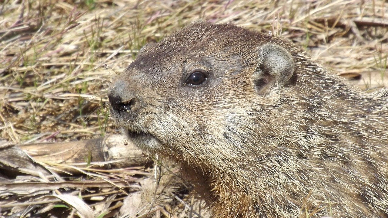 Family Fridays: Backyard Animals | Berkshire Botanical