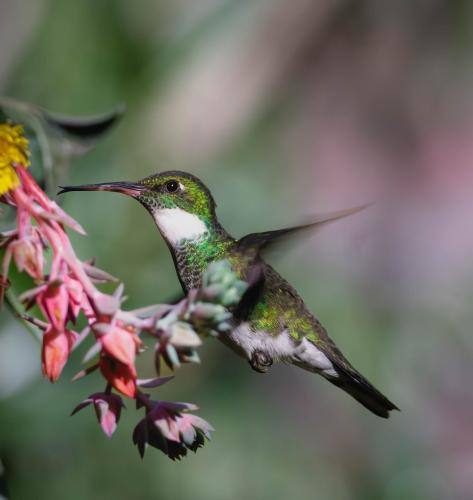 Gardening for Hummingbirds | Berkshire Botanical