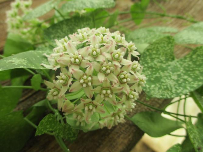 Native Plants for Every Corner of the Garden: Native Vines | Berkshire ...