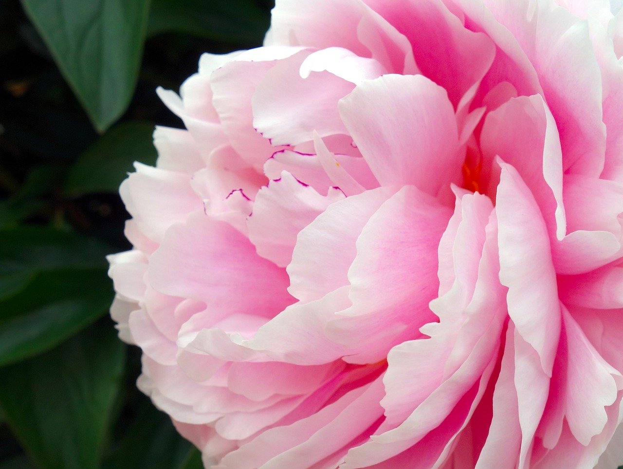 The World of Peonies | Berkshire Botanical