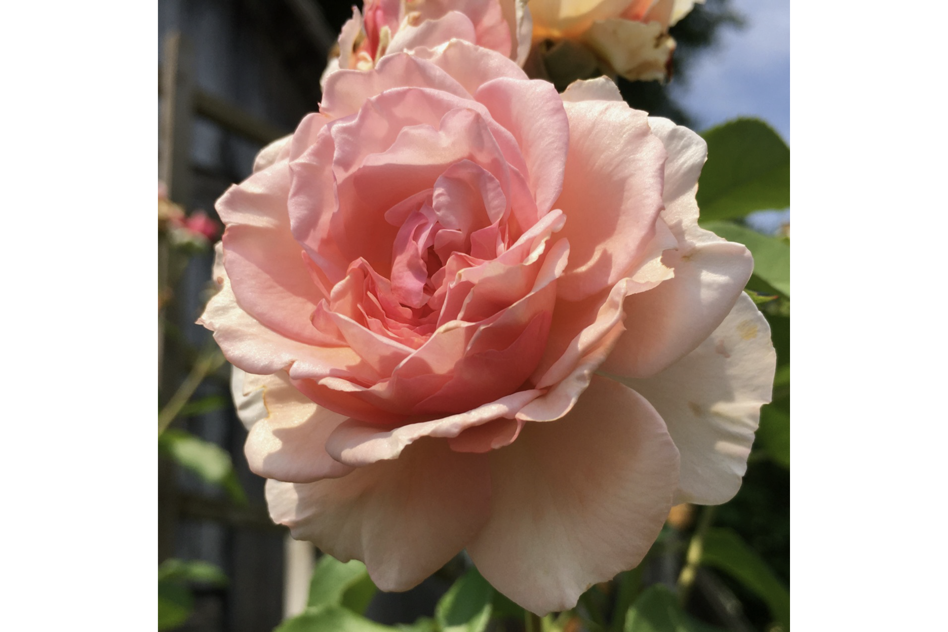 Rosa 'James Galway' | Berkshire Botanical