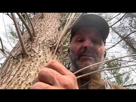 Epicormic Sprouting on Fraxijus Americana (White Ash)? | Berkshire ...