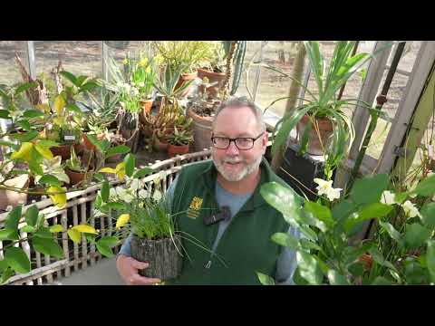How to Create a Bulb Show | Berkshire Botanical