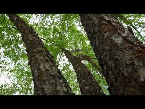 Let's Look Up at Some Trees! | Berkshire Botanical